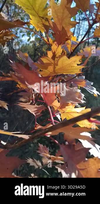 Autumn background with red oak tree leaves in the forest on blurred ...
