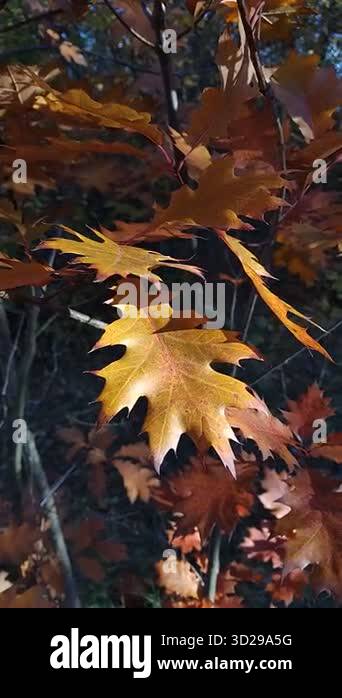 Autumn background with red oak tree leaves in the forest on blurred ...