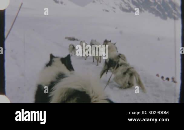 A team of sled dogs pulls a sled across a snowy landscape, captured on ...