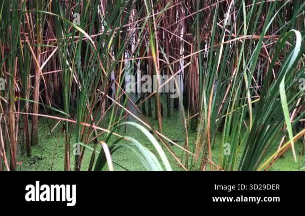 murky waters of a swamp, blending in with the green duckweed and tall ...