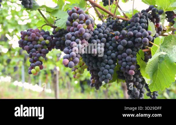 Blue grapevine, Pinot Noir grapes growing on vine, vineyard in Trier ...