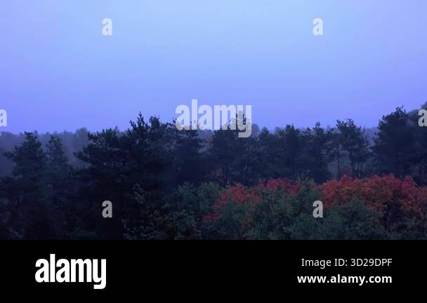 Atmospheric cinematic scene of a dense forest showcasing vibrant fall ...