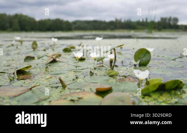 white lotus flower in pond Stock Video Footage - Alamy
