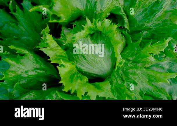 Iceberg lettuce growing in the garden. Selective focus. nature Stock ...