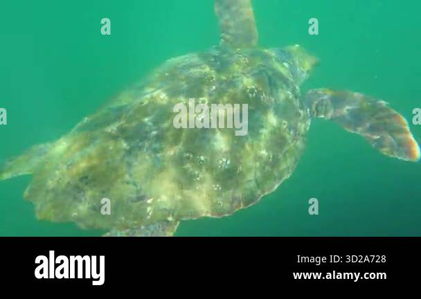 Underwater view of loggerhead turtle swimming in Argostoli bay ...