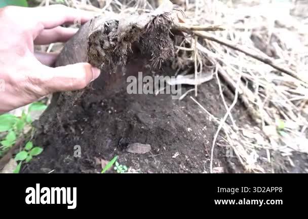 the life of various small animals under coconut fronds Stock Video ...