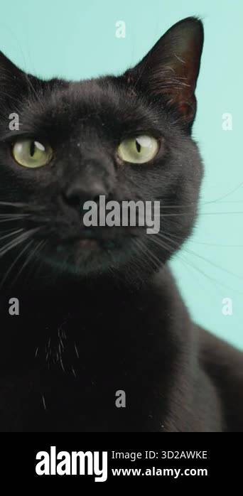 Dark black cat gently turning head, displaying curious expression ...