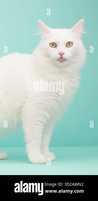 Studio shots of a beautiful white turkish angora cat licking its lips ...