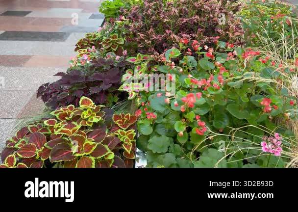 Flowerbed different varieties coleus begonias Stock Videos & Footage ...