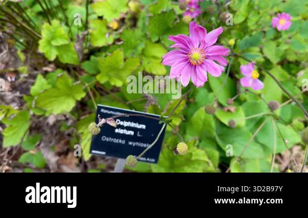 Japanese thimbleweed (Anemone hupehensis) with Delphinium elatum sign ...