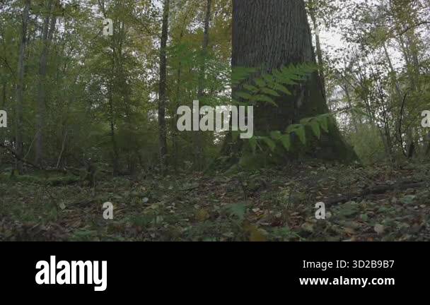 the autumn forest in the fall Stock Video Footage - Alamy