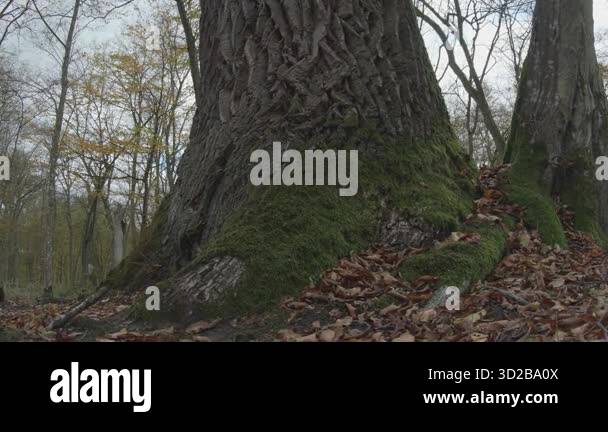 Vertical shot big tree fallen Stock Videos & Footage - HD and 4K Video ...