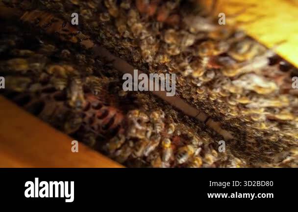 Bee swarm bustling inside a beehive on honeycombs. Macro video from ...