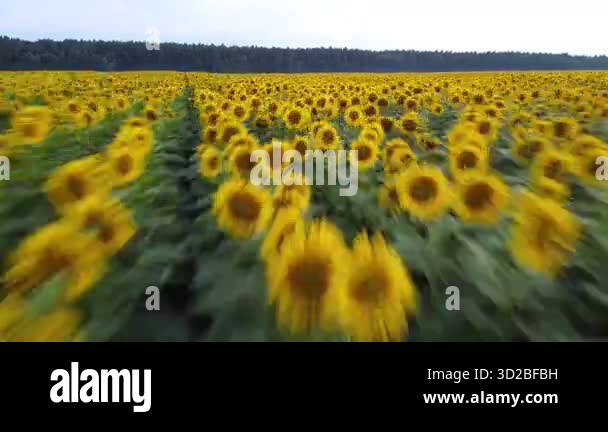 Fast flight over an sunflower field on a cloudy day. Dynamic shot of a ...