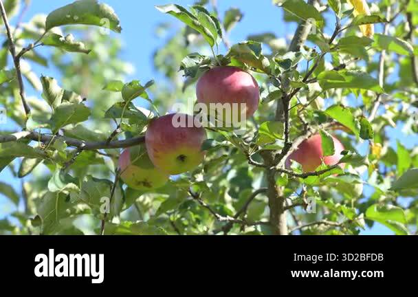 Ripe apples hang on tree branches under bright blue sky in autumn. Ripe ...