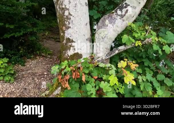 Tree with lichen in lush forest setting Stock Video Footage - Alamy