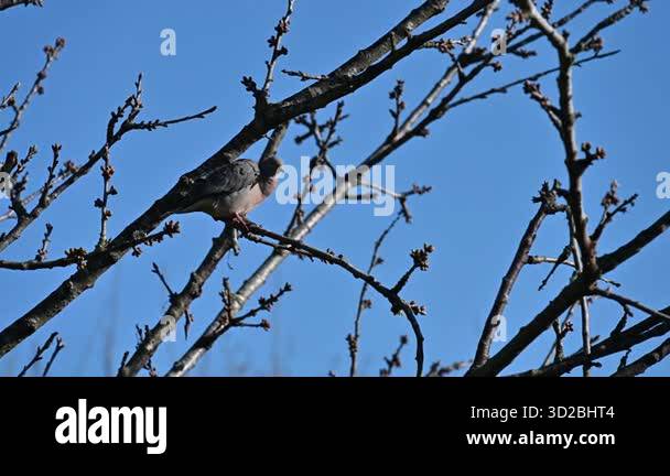 Wild pigeon on tree Stock Videos & Footage - HD and 4K Video Clips - Alamy