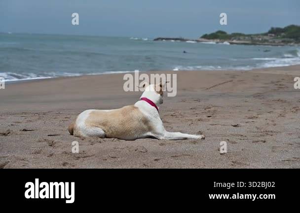 Sandy dog Stock Videos & Footage - HD and 4K Video Clips - Alamy