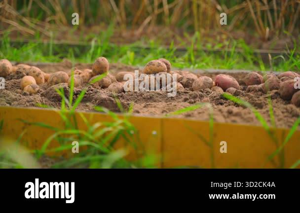 Vegetable garden with dug potato crop, smooth camera movement. High ...