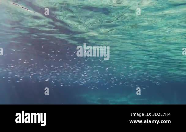 Dark sea underwater Stock Videos & Footage - HD and 4K Video Clips - Alamy