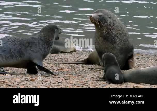 Seals roar Stock Videos & Footage - HD and 4K Video Clips - Alamy