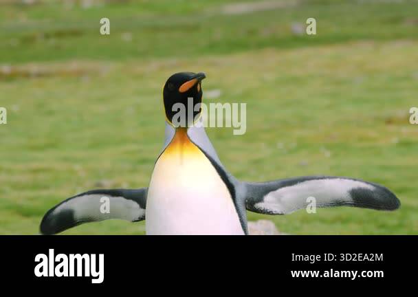 Extreme close up of an adult king penguin calling with its mouth open ...