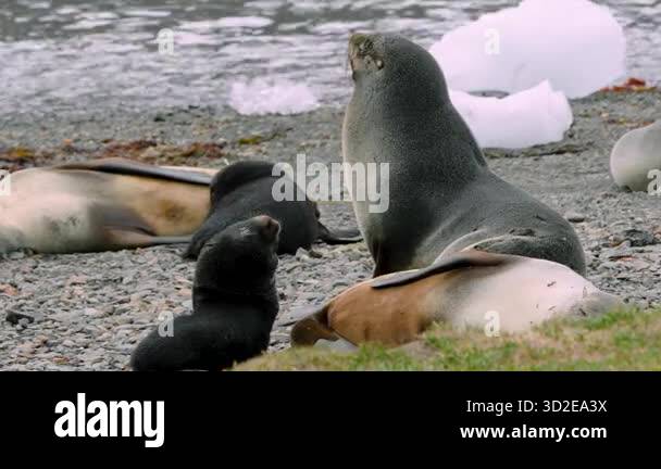 Seals and pups rest on South Georgia Islands coast with ice chunks ...