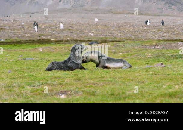 Two adorable young fur seals playing and interacting on the lush green ...