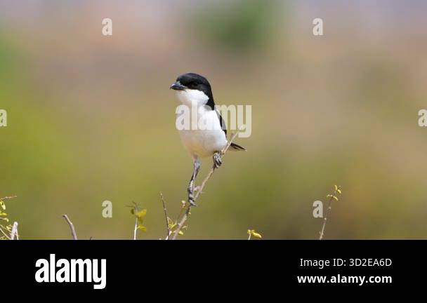 Long Tailed Fiscal Bird Lanius Cabanisi on Twig Samburu National ...