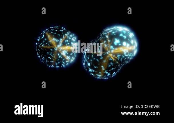 Cells of a living organism divide, clearly demonstrating the process of ...