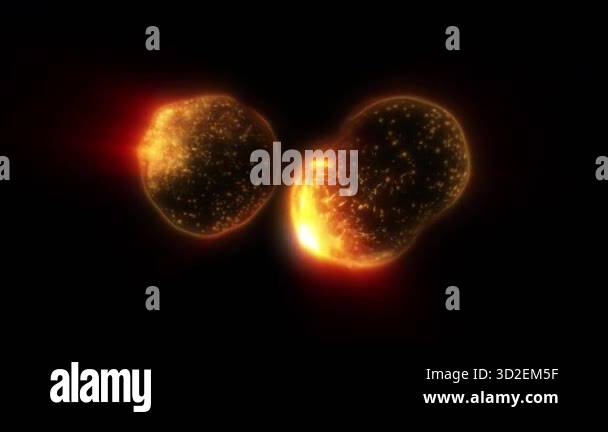 Cells of a living organism divide, clearly demonstrating the process of ...