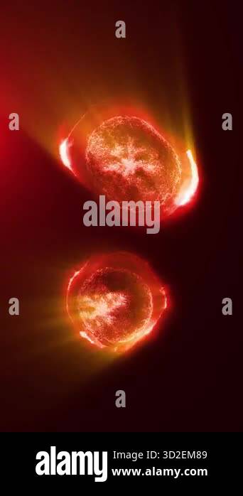Cells of a living organism divide, clearly demonstrating the process of ...