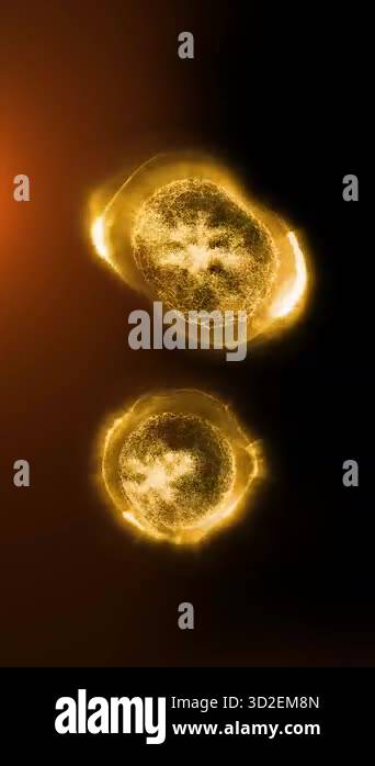 Cells of a living organism divide, clearly demonstrating the process of ...