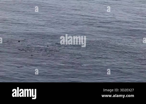 Aerial view of common dolphins feeding above huge dragnet in Donegal ...