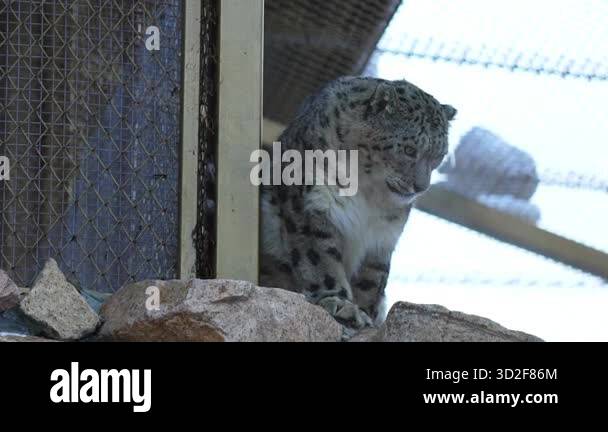 Furry snow leopard with stain pattern on fur sits on rocks in outdoor ...