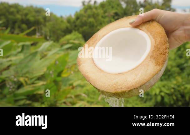 Hand Holding Freshly Cut Coconut with Water Dripping Down Against Lush ...
