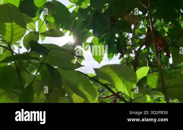 Gentle sunlight filtered through the bright green leaves of the trees ...