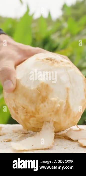 Vertical video. Hand Cleaning Brown Fibers Off Coconut Shell with Big ...