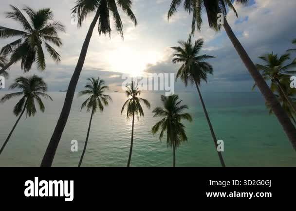 Drone Soaring Through Palm Trees Toward Sunset Over Tropical Ocean ...