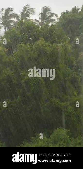 Video heavy tropical rain falling Stock Videos & Footage - HD and 4K ...