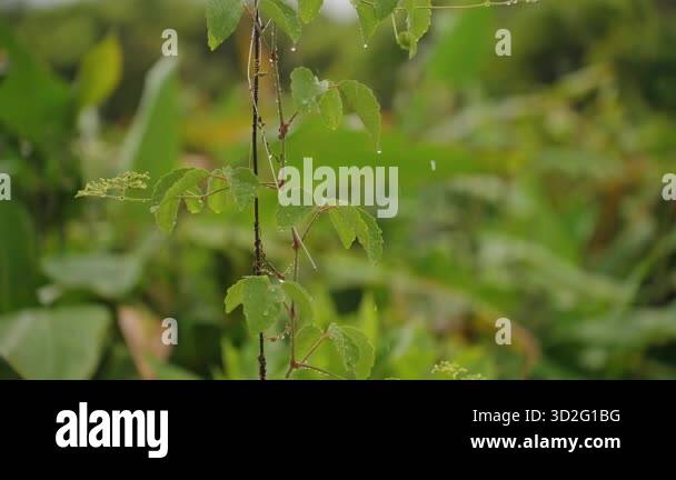 Dripping vine Stock Videos & Footage - HD and 4K Video Clips - Alamy