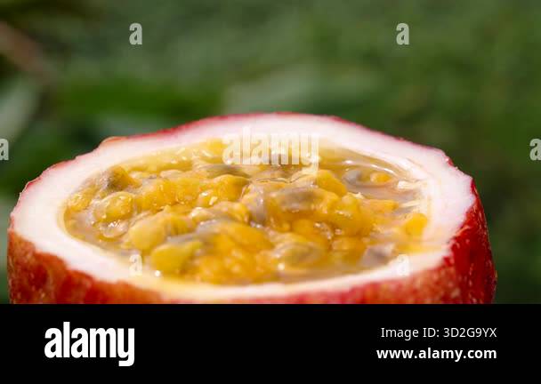 Close Macro View of Fresh Passion Fruit Half with Juicy Yellow Pulp and ...