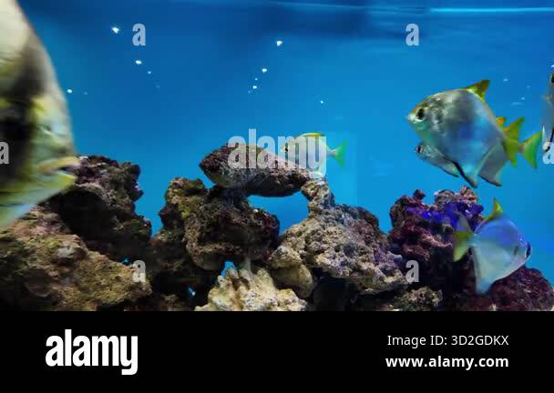 Coral reef underwater composition Stock Videos & Footage - HD and 4K ...