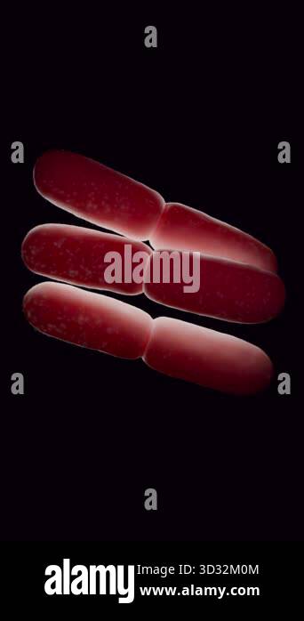 Lactobacillus bulgaricus, a rod-shaped, lactic acid bacterium. Famously ...