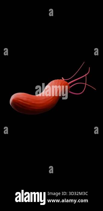 Helicobacter pylori, a spiral-shaped, flagellated bacterium known to ...