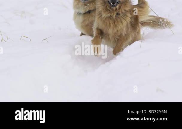 Two cheerful mixed breed dogs joyfully running through deep snow in a ...