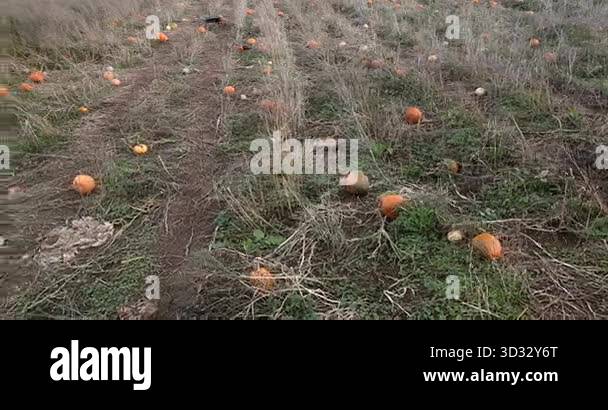 Flying Over Harvested Pumpkin Field | Drone Pan Shot Stock Video ...