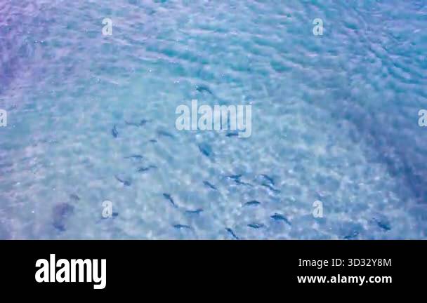 leopard sharks swimming below the surface in shallow water Stock Video ...