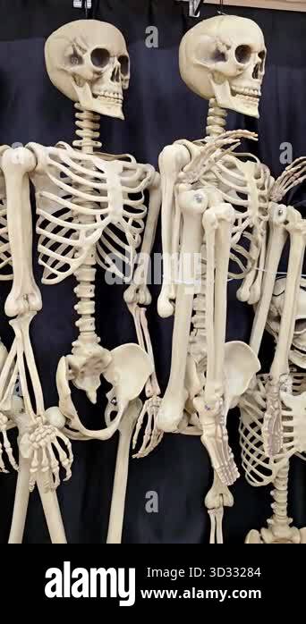 Scary skeletons in old Stock Videos & Footage - HD and 4K Video Clips ...