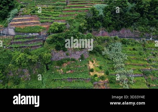 Hillside roadway running forest nature drone shot. Countryside greenery ...